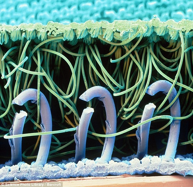 Fotografía: El velcro visto desde un microscopio. – SRI